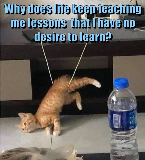 Lessons I have no desire to learn - Lolcats - lol | cat memes | funny ...