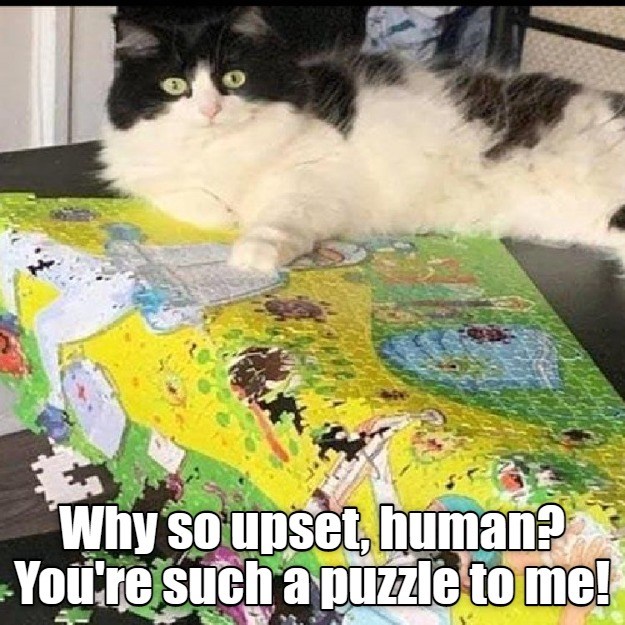 I can't puzzle you out. - Lolcats - lol | cat memes | funny cats ...