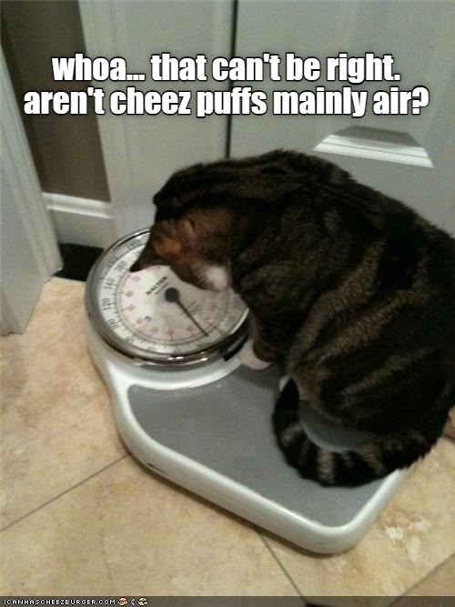 I should be lighter after eating two whole bags! - Lolcats - lol | cat ...