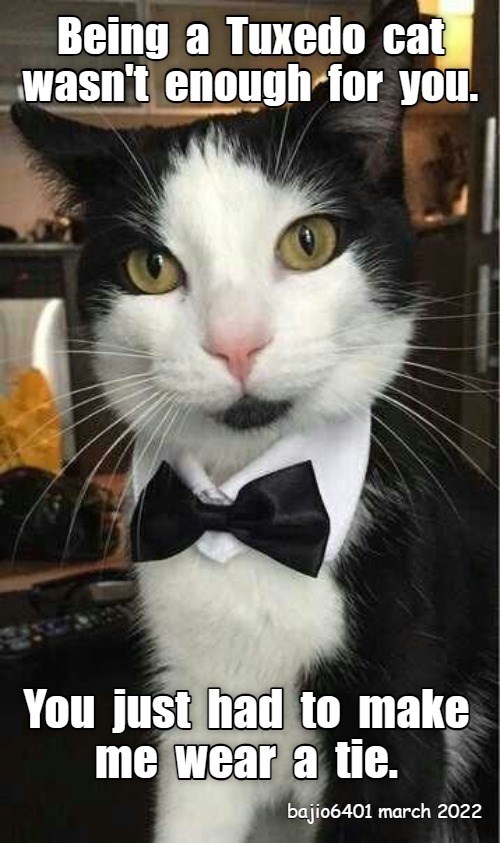 I'M A GIRL, I WANTED PEARLS - Lolcats - lol | cat memes | funny cats ...