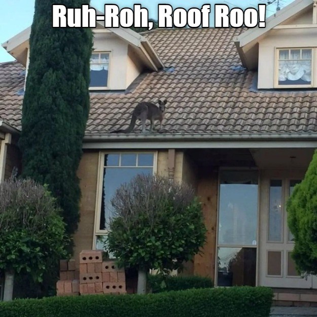 Scooby Roo - Animal Comedy - Animal Comedy, funny animals, animal gifs