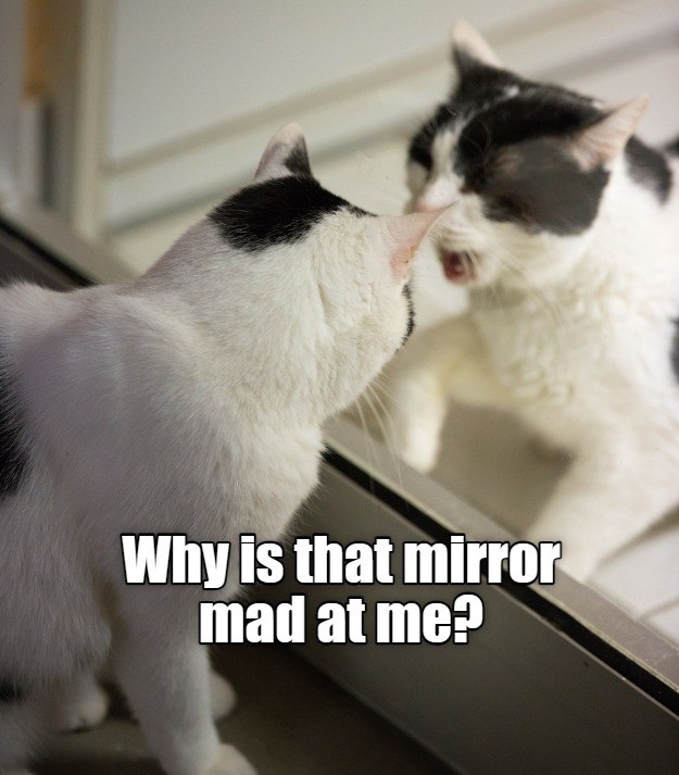 Why is that mirror mad at me? - Lolcats - lol | cat memes | funny cats ...