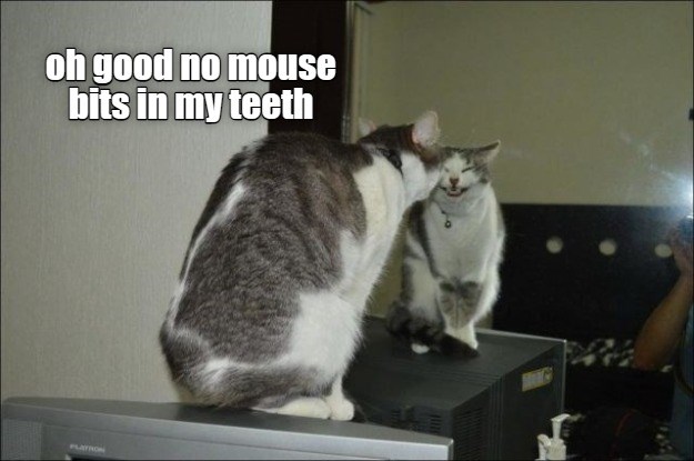 Oh good - Lolcats - lol | cat memes | funny cats | funny cat pictures ...
