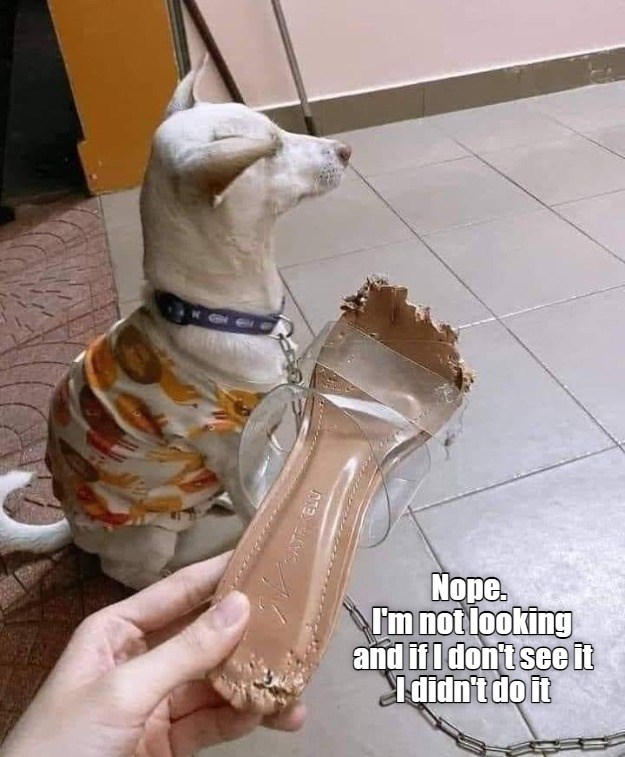 Perfect Dog Logic - I Has A Hotdog - Dog Pictures - Funny pictures of ...