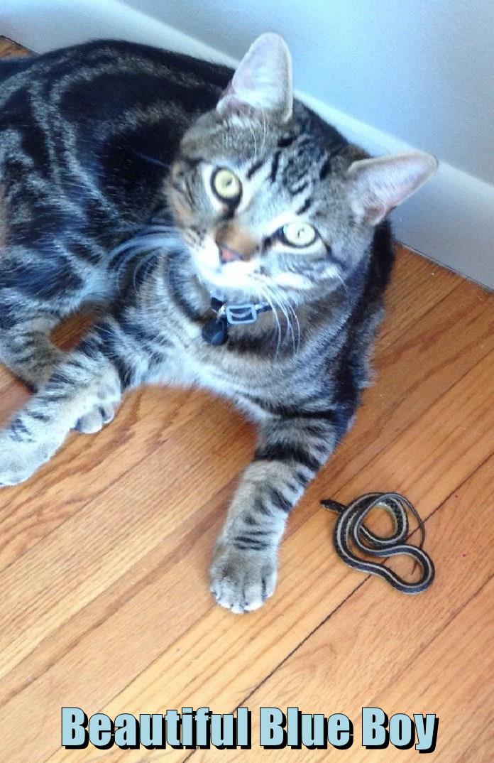 Beautiful Blue Boy - Lolcats - lol | cat memes | funny cats | funny cat ...