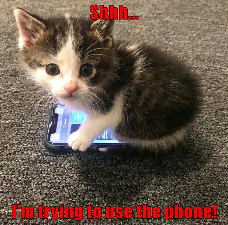 Shhh... - Lolcats - lol | cat memes | funny cats | funny cat pictures ...