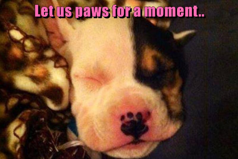 Let us paws for a moment.. - I Has A Hotdog - Dog Pictures - Funny ...