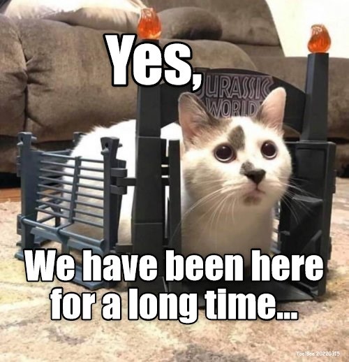 Indeed! - Lolcats - lol | cat memes | funny cats | funny cat pictures with words on them | funny ...