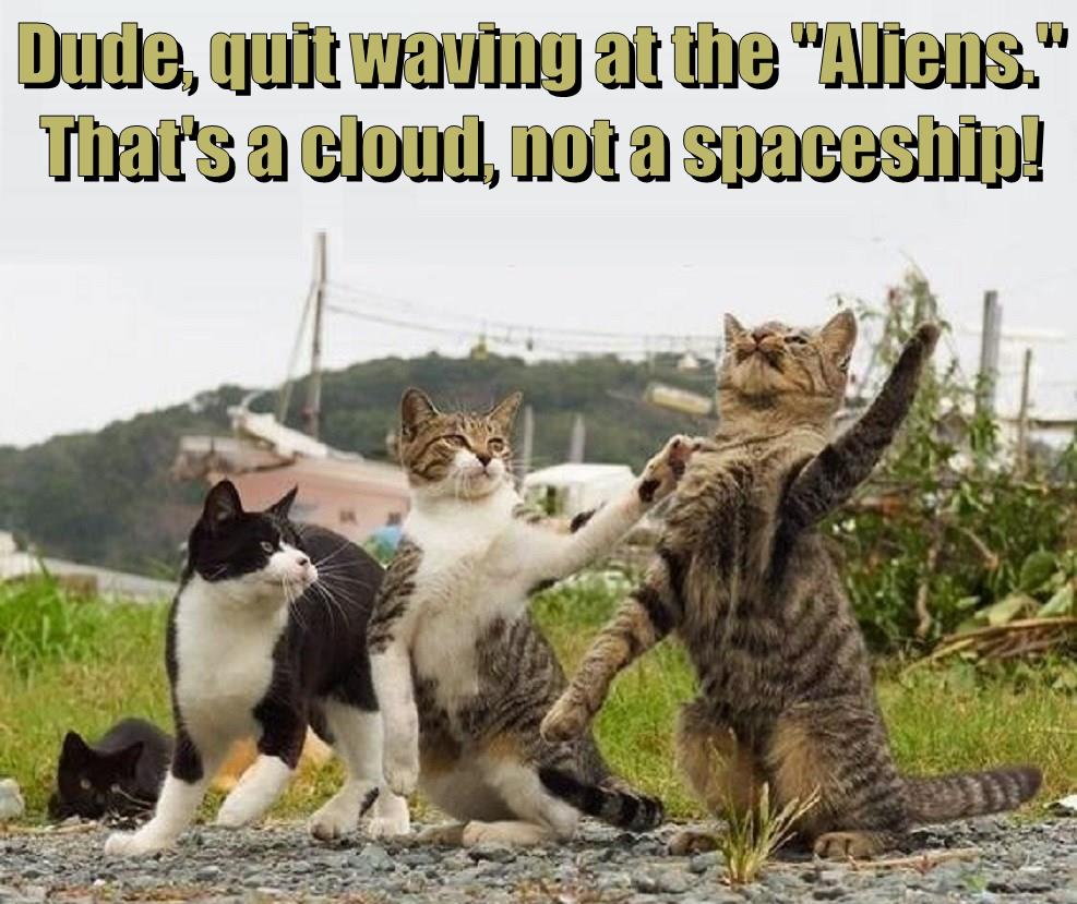 Dude, quit - Lolcats - lol | cat memes | funny cats | funny cat ...