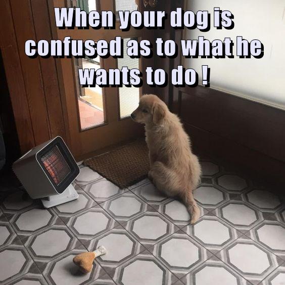 When your dog is confused - I Has A Hotdog - Dog Pictures - Funny ...