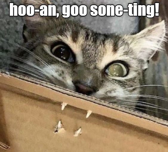 Halp! Stuck! - Lolcats - lol | cat memes | funny cats | funny cat ...