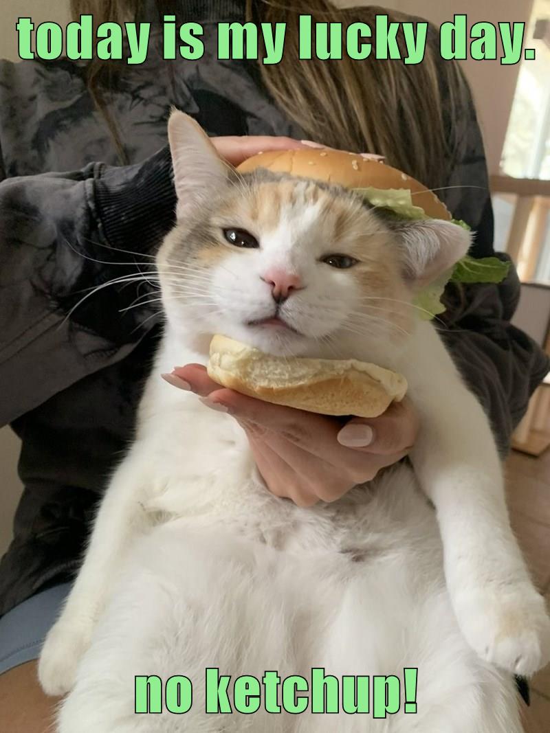 My lucky day - Lolcats - lol | cat memes | funny cats | funny cat ...