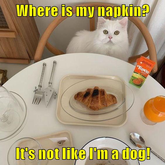 Where is my napkin? - Lolcats - lol | cat memes | funny cats | funny ...