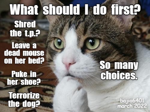 DECISIONS, DECISIONS - Lolcats - lol | cat memes | funny cats | funny ...