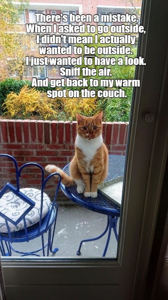 Big mistake! - Lolcats - lol | cat memes | funny cats | funny cat ...