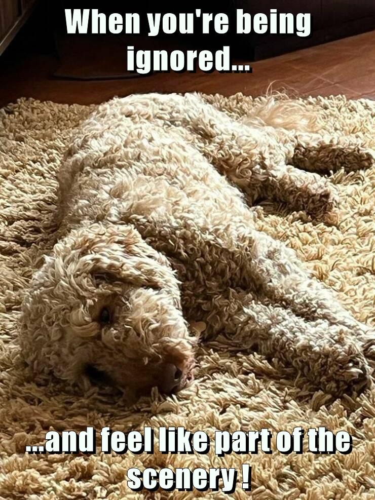 When you're being ignored... - I Has A Hotdog - Dog Pictures - Funny ...