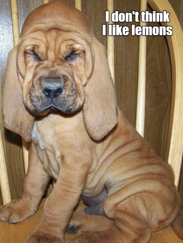 Pucker-Yucky - I Has A Hotdog - Dog Pictures - Funny pictures of dogs ...