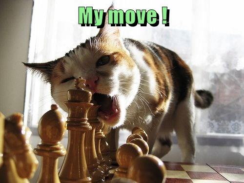 My move ! - Lolcats - lol | cat memes | funny cats | funny cat pictures ...