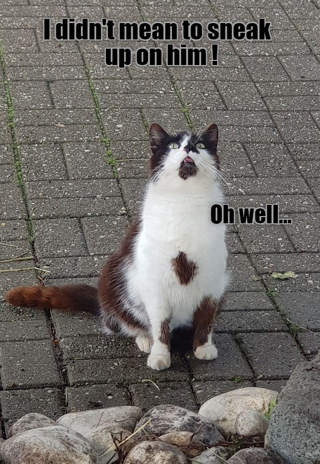 What's done is done ! - Lolcats - lol | cat memes | funny cats | funny ...