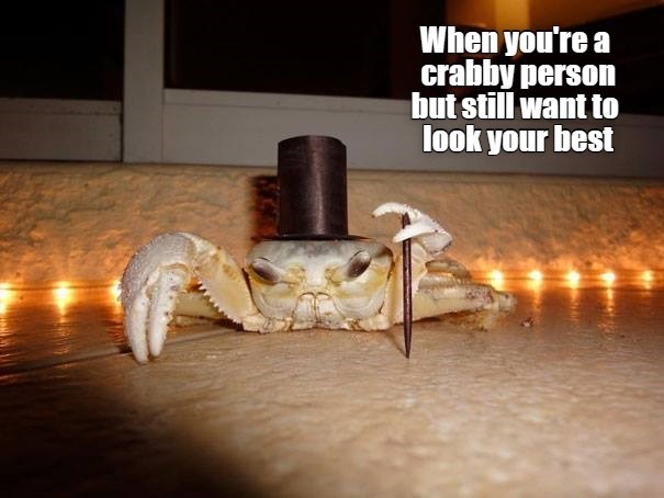 Puttin' On The Ritz - Animal Comedy - Animal Comedy, funny animals ...