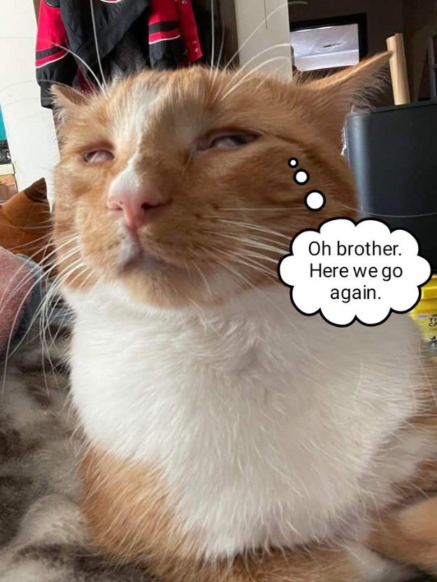 When all your human can say is blah, blah, blah. - Lolcats - lol | cat ...