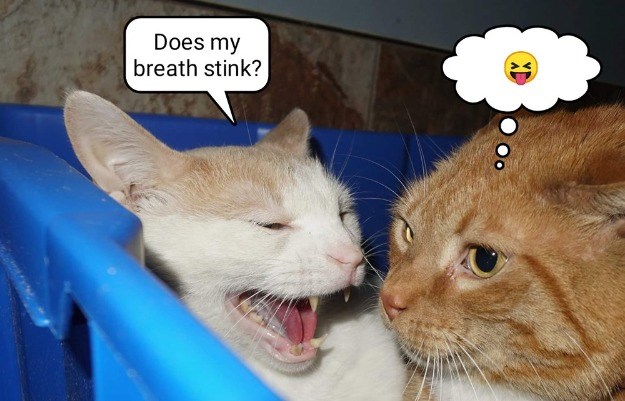 When you don't want to hurt your friend's feelings... - Lolcats - lol ...
