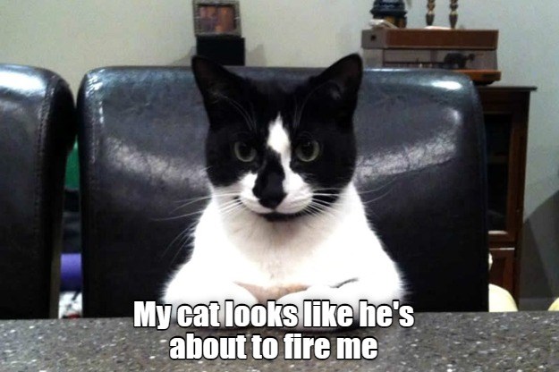 Your Services Are No Longer Needed - Lolcats - lol | cat memes | funny ...