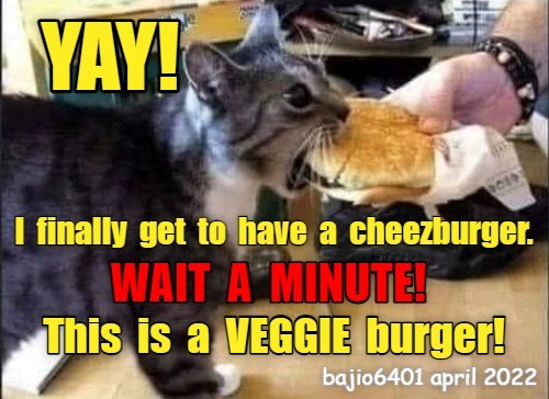 THIS IS GROSS - Lolcats - lol | cat memes | funny cats | funny cat pictures with words on them ...