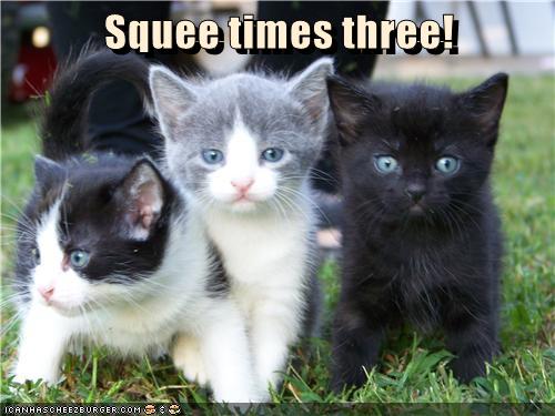 Squee times three! - Lolcats - lol | cat memes | funny cats | funny cat ...
