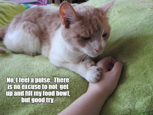 No excuse - Lolcats - lol | cat memes | funny cats | funny cat pictures ...