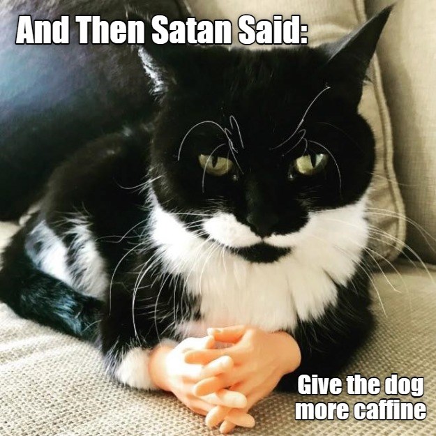 And Other Legally Addictive Stimulants - Lolcats - lol | cat memes ...