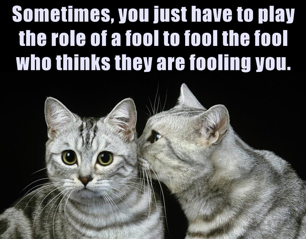 Fool story - Lolcats - lol | cat memes | funny cats | funny cat ...