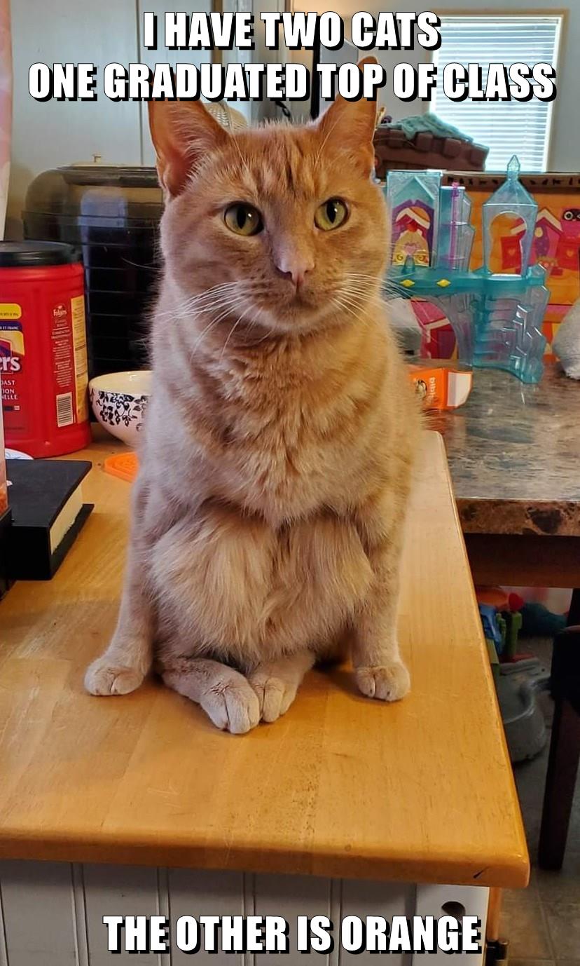 TWO CATS - Lolcats - lol | cat memes | funny cats | funny cat pictures ...