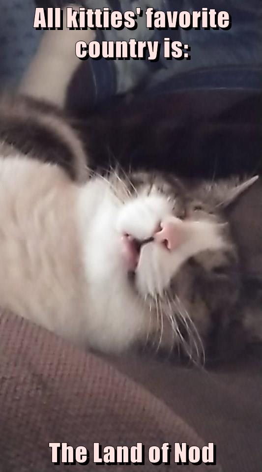 The Land of Nod - Lolcats - lol | cat memes | funny cats | funny cat ...