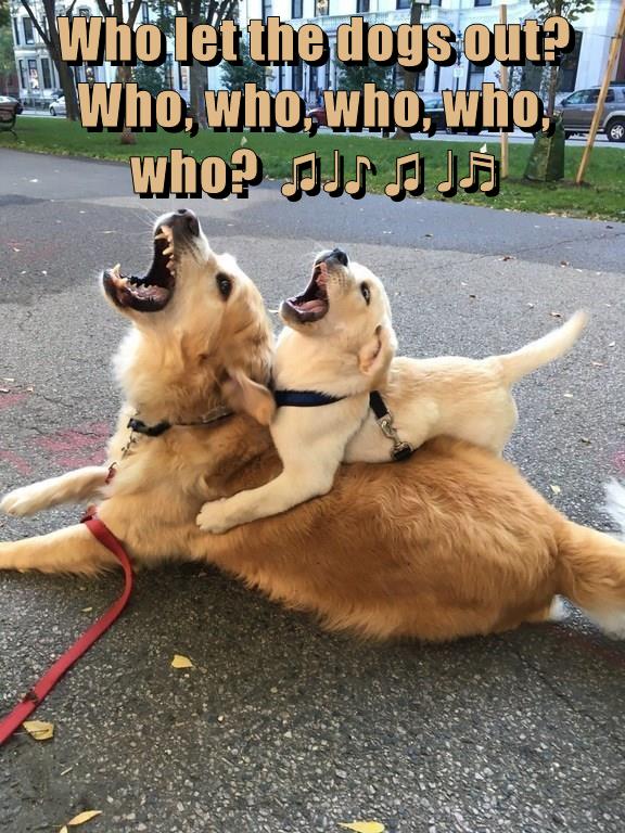 Who let the dogs out? - I Has A Hotdog - Dog Pictures - Funny pictures ...