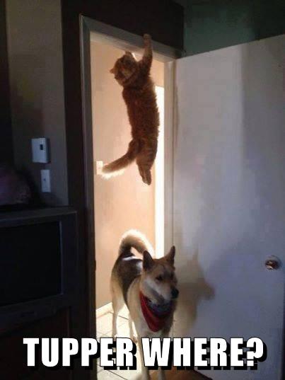 TUPPER WHERE? - Lolcats - lol | cat memes | funny cats | funny cat ...