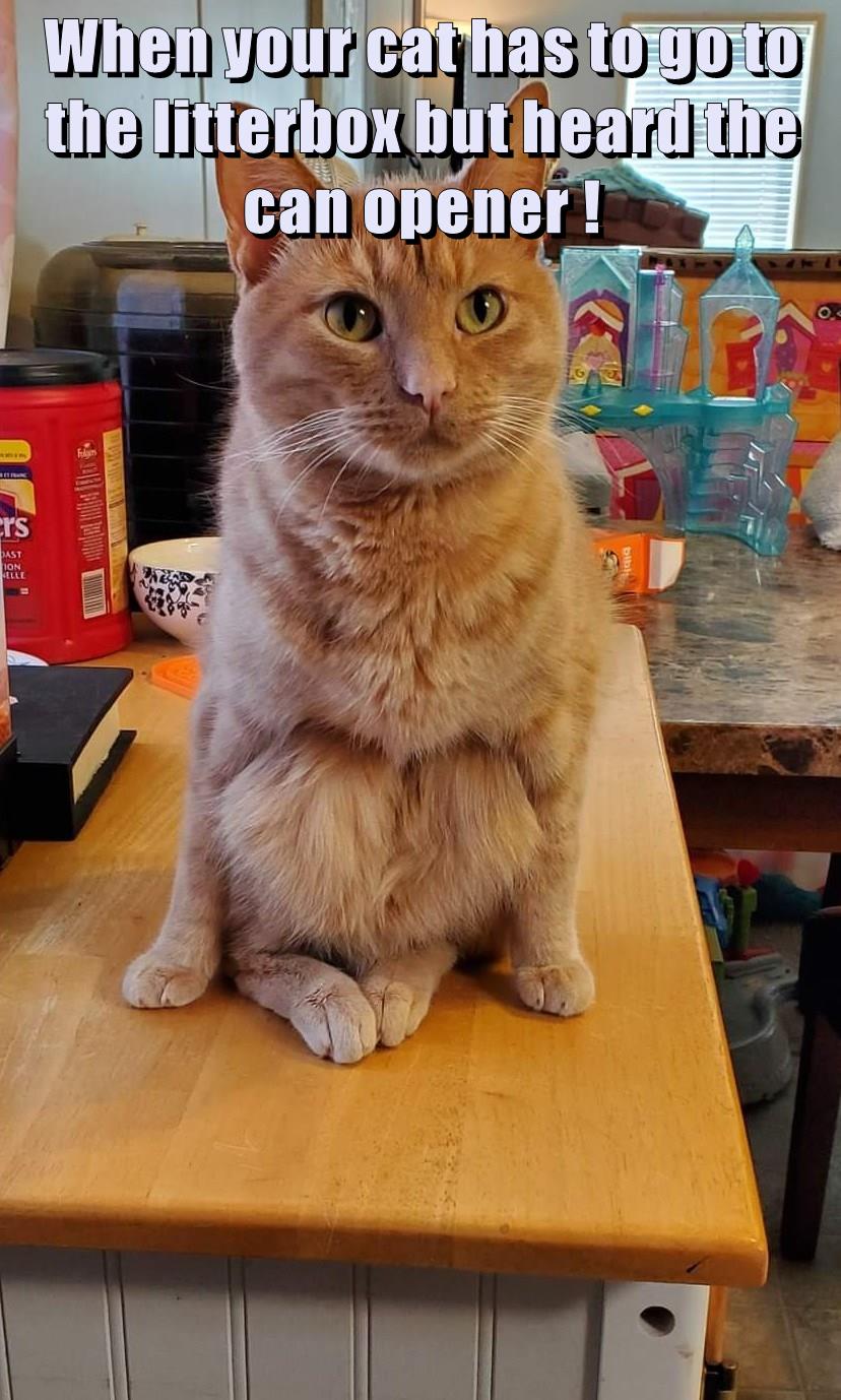When your cat has to go to the litterbox but heard the can opener ...