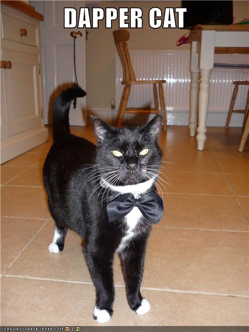 DAPPER CAT - Lolcats - lol | cat memes | funny cats | funny cat ...