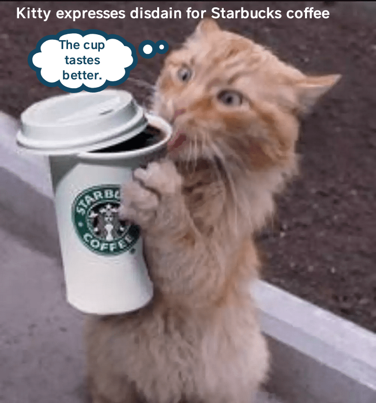 Kitty's not a fan - Lolcats - lol | cat memes | funny cats | funny cat ...