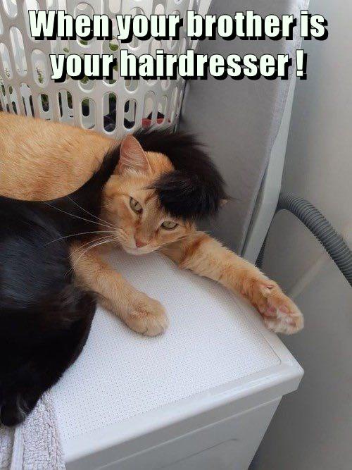 When your brother is your hairdresser ! - Lolcats - lol | cat memes ...