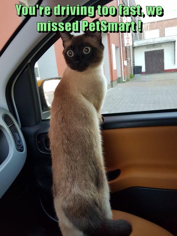 Too fast! - Lolcats - lol | cat memes | funny cats | funny cat pictures ...