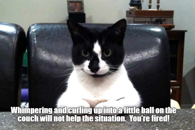 Fired - Lolcats - lol | cat memes | funny cats | funny cat pictures ...