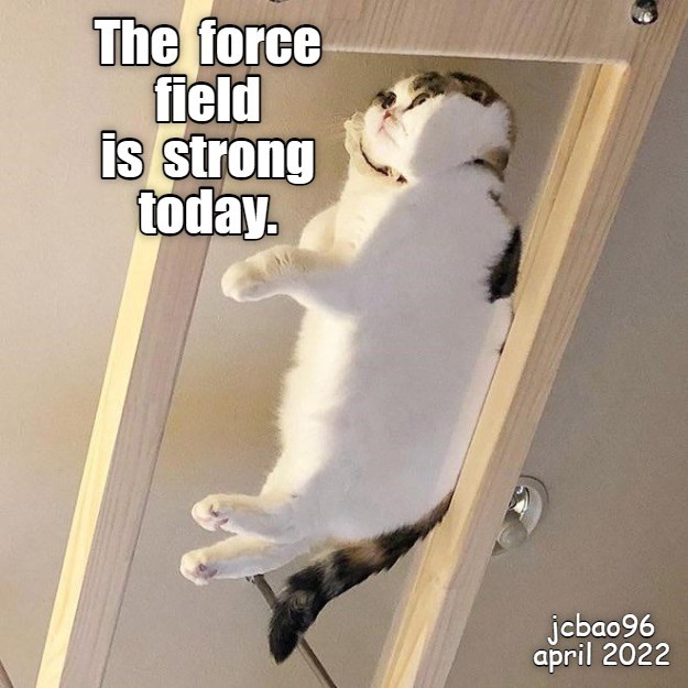 SOME DAYS YOU JUST CAN'T WIN - Lolcats - lol | cat memes | funny cats ...