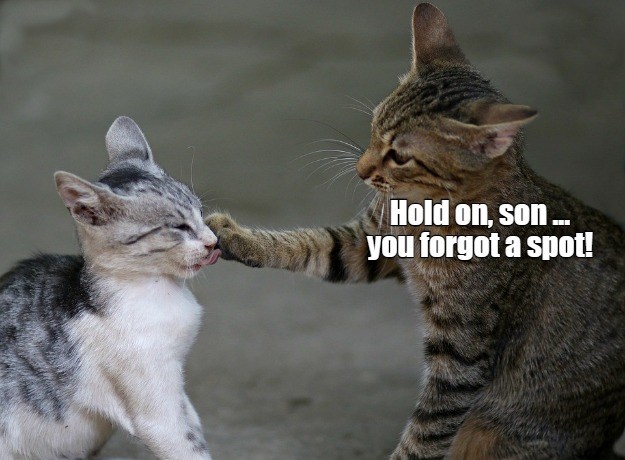 Right... there! - Lolcats - lol | cat memes | funny cats | funny cat ...