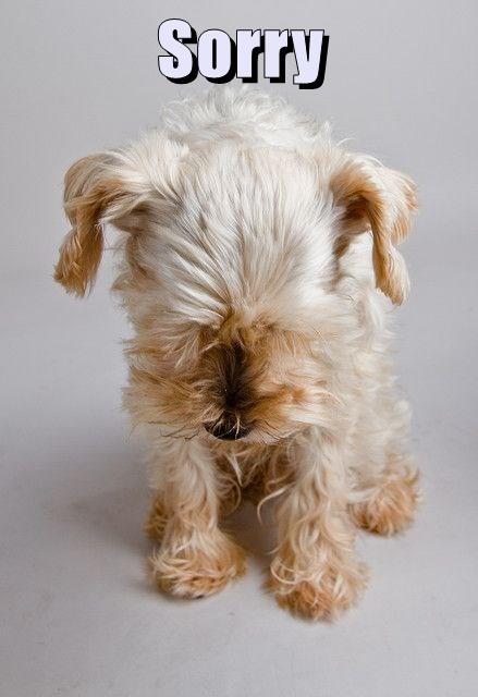 Sorry - I Has A Hotdog - Dog Pictures - Funny pictures of dogs - Dog ...