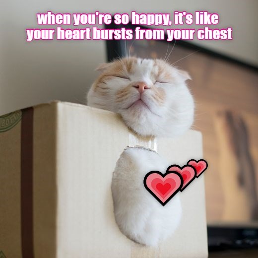 So happy - Lolcats - lol | cat memes | funny cats | funny cat pictures ...