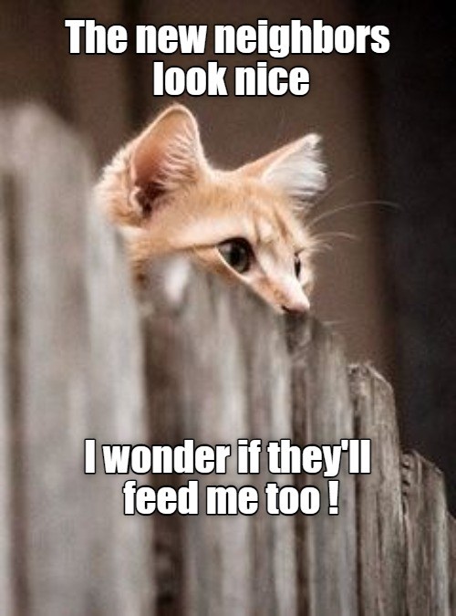 Looking to scrounge ! - Lolcats - lol | cat memes | funny cats | funny ...