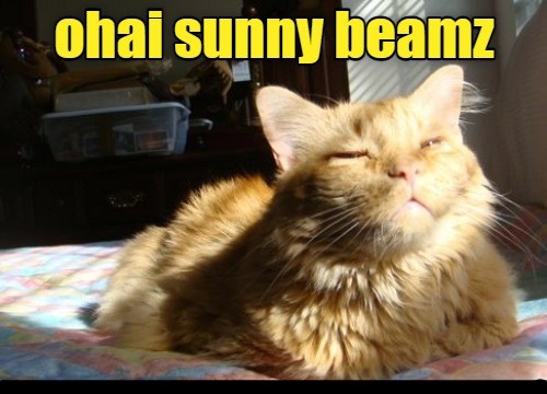 Ohai sunny beamz - Lolcats - lol | cat memes | funny cats | funny cat ...