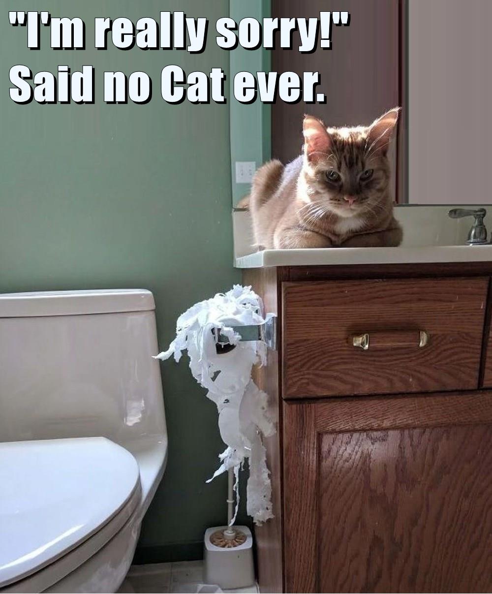 No Cat. Ever. - Lolcats - lol | cat memes | funny cats | funny cat ...