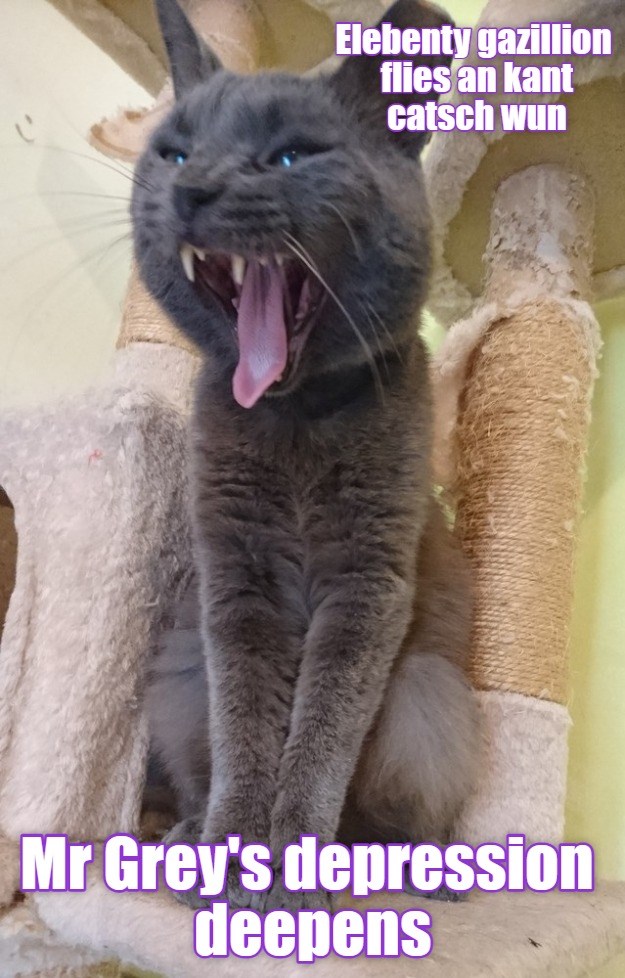 Three Years Since the Wind Changed - Lolcats - lol | cat memes | funny ...